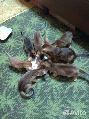 Абиссинский мальчик