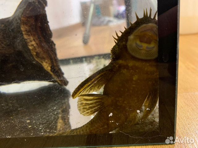 Сом анциструс самец