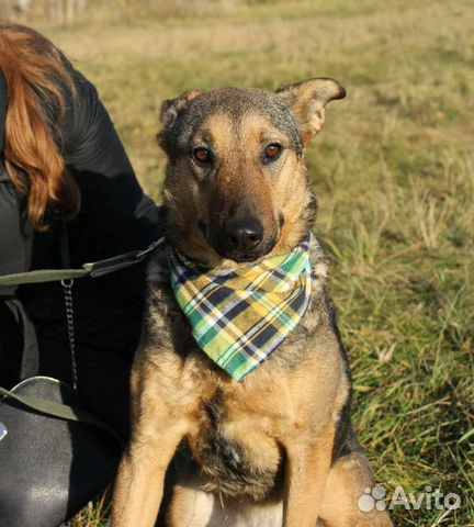 Собака Комета в дар