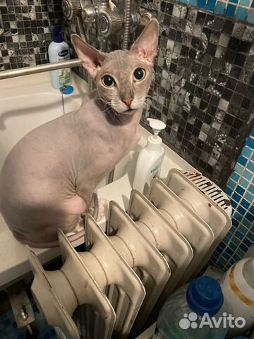 Украинский левкой 5 лет