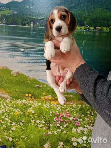 Бигль щенки с документами