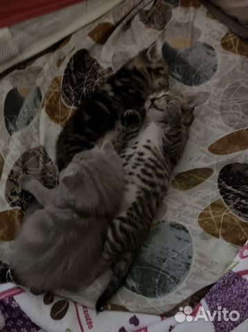 Британские котята