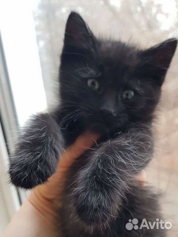 Котенок черный лесной норвежской 1,5мес Лакки