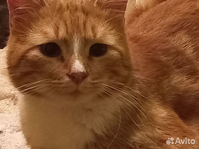 Рыжее солнышко