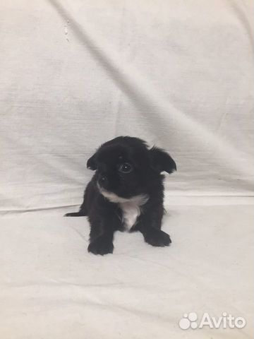 Продам щенков чихуахуа