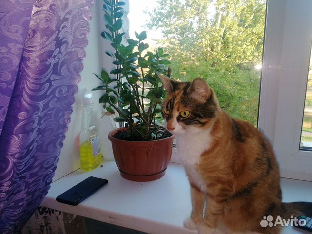 Кошка ищет дом