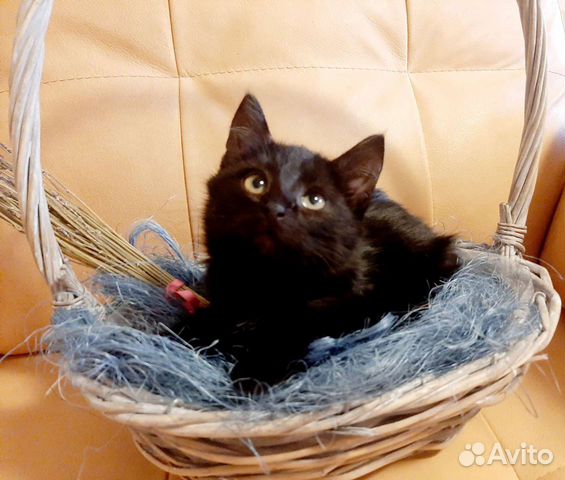 Которебёнок (3 месяца) ищет дом