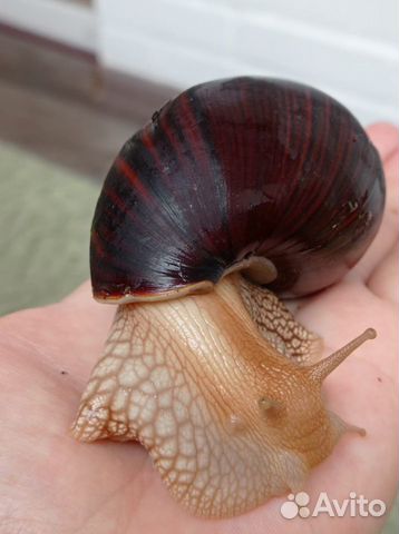 Улитки ахатины детёныши