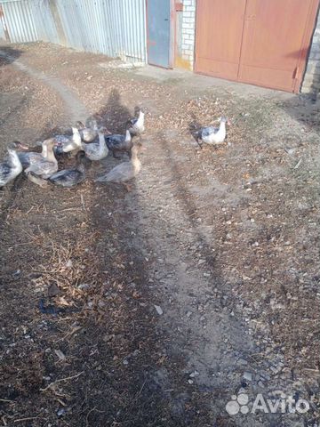 Индоутки и гуси