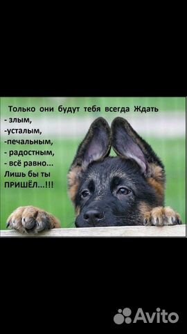 Собаки