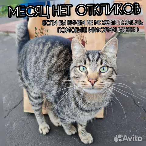 Ласковый котик Макс на улице
