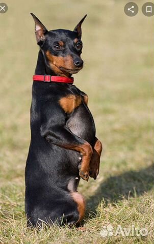 Цвергпинчер бесплатно