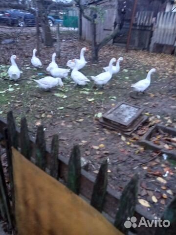 Гуси взрослые белые порода Линда