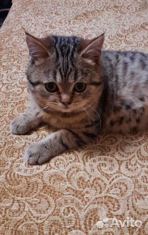 Котёнок митис от британки