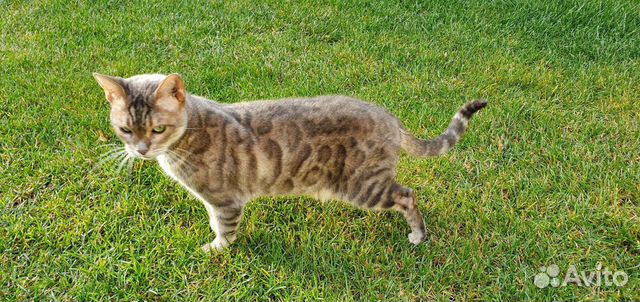 Бенгальская кошка в добрые руки