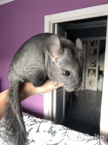 Шиншилла