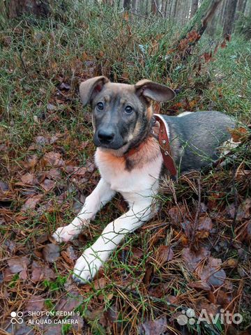 Щенок в добрые руки