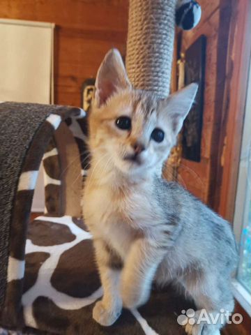 Пиксибоб, котик