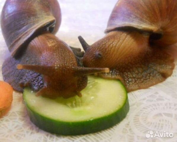 Улитка 2шт