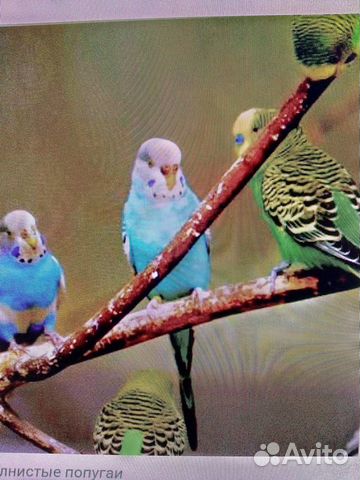 Волнистый попугай