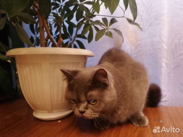 Британская