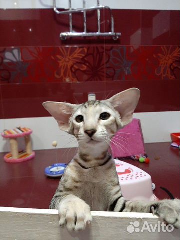 Ориентальные красоты