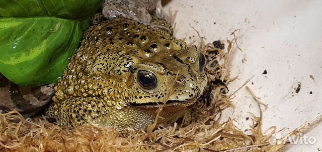 Жаба чернорубцовая