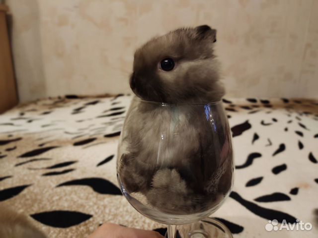 Кролик баран вислоухий