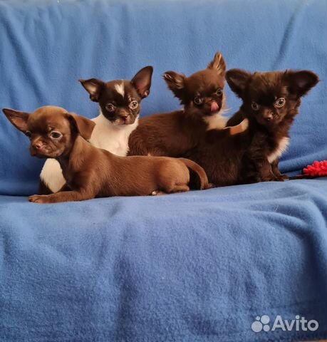 Шоколадные курносики