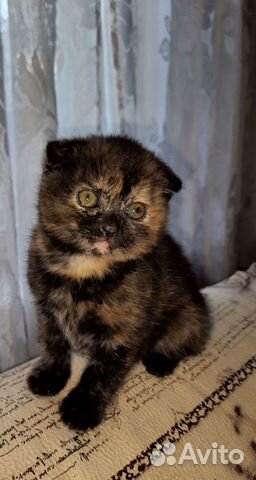 Шотландские кошечки