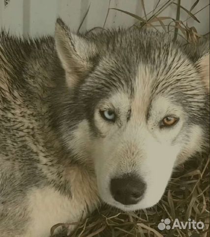 Хаски ищет дом