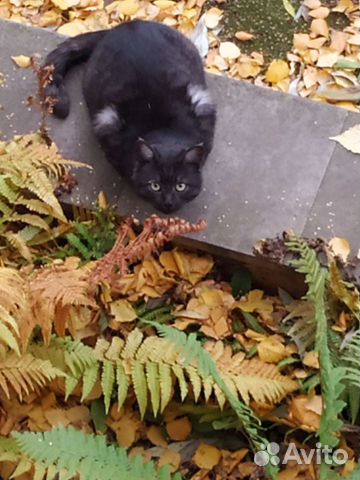Шикарный молодой котик