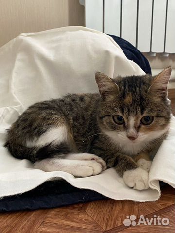 Котята в добрые руки бесплатно