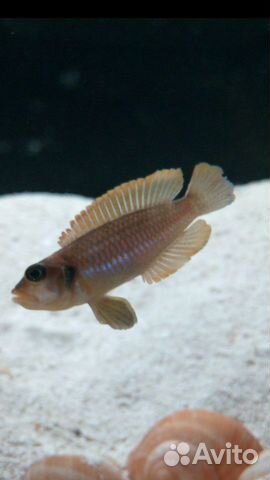 Цихлиды Танганьика (Lamprologus ocellatus gold)