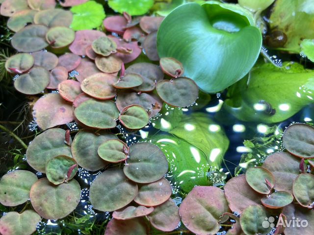 Верхоплавка