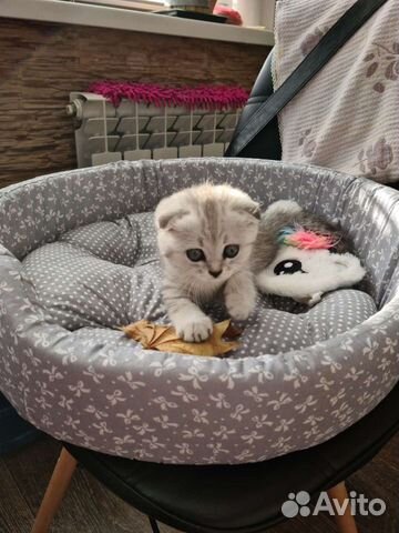 Шотландская кошечка,2месяца