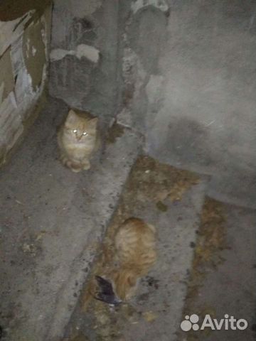 Рыжие милые котята веселье и радость в семье