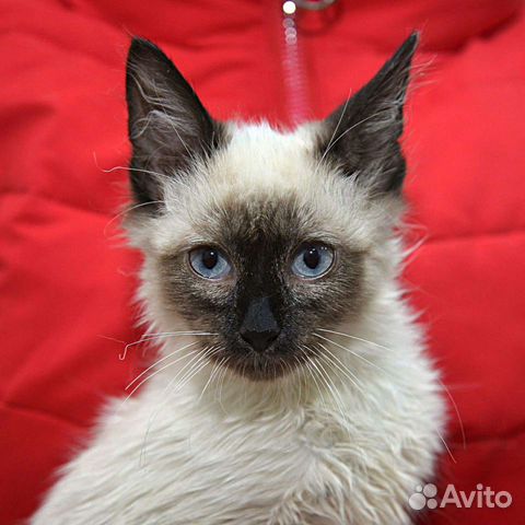 Невский Маскарадный котëнок ищет дом