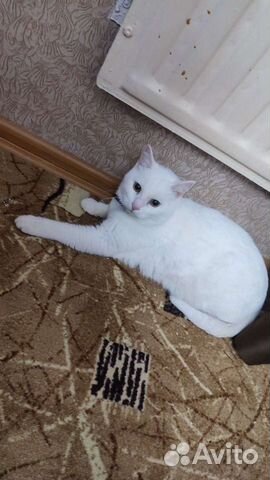 Красивый взрослый котик в добрые руки