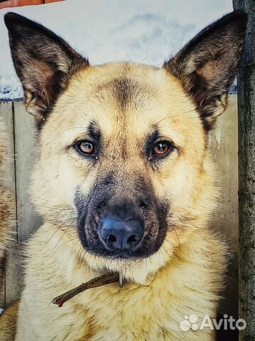 Пес умрет в приюте