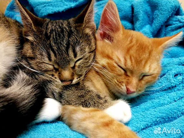 Мало того, что спасли, так ещё и родных дали