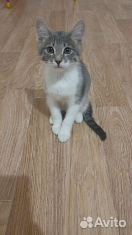 Котенок бесплатно