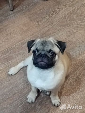 Щенок породы Мопс