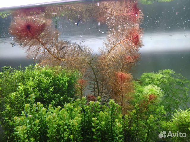 Перистолистник матогросский красный