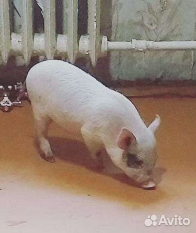 Мини пиг
