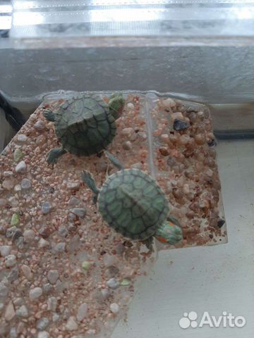 Черепахи красноухие маленькие 4-4,5 см с аквариумо
