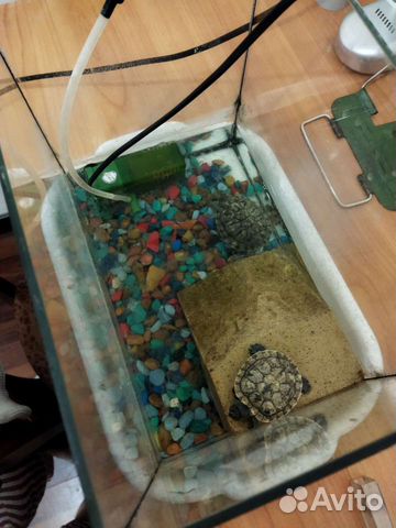 Черепашки 2 вместе с аквариумом