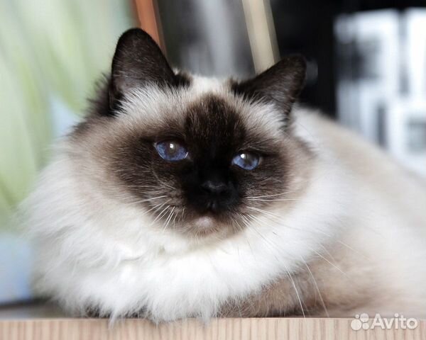 Кошка породы священная бирма