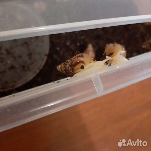 Улитки ахатины бесплатно