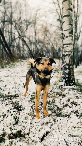 Молодой пёс грустит в приюте